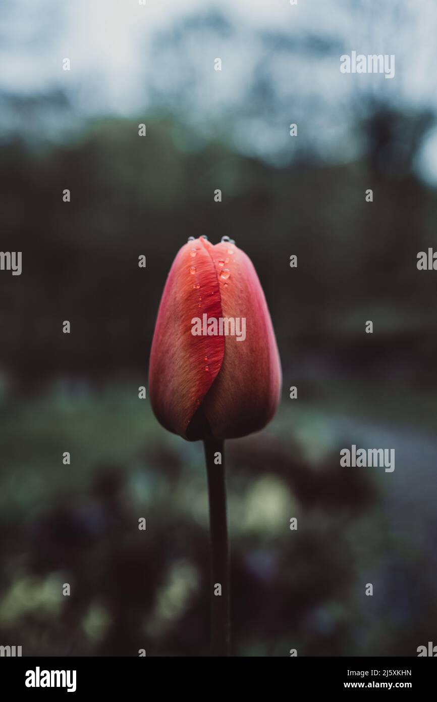 Tulpin wallpaper hi-res stock photography and images - Alamy