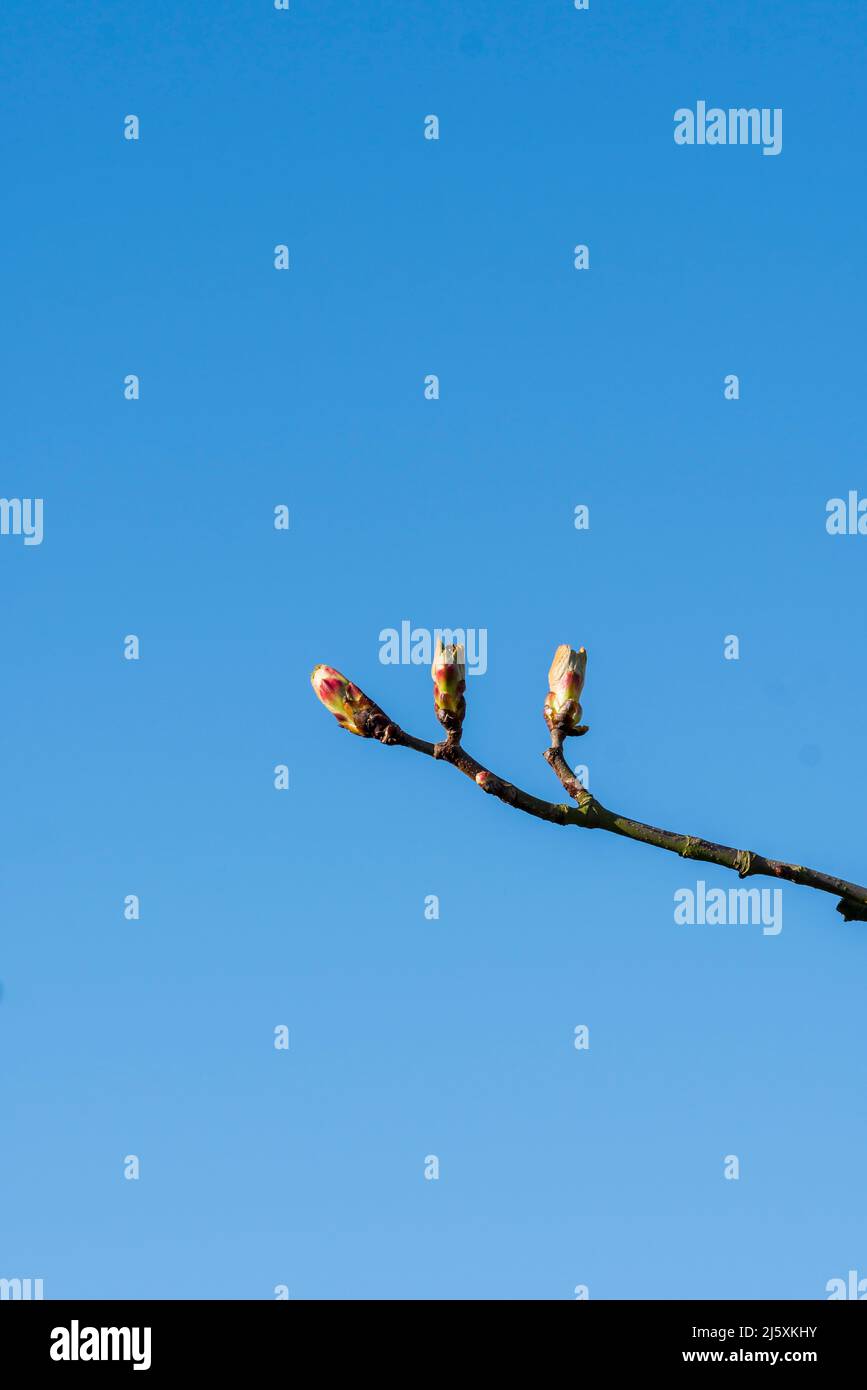 Sticky buds hi-res stock photography and images - Alamy