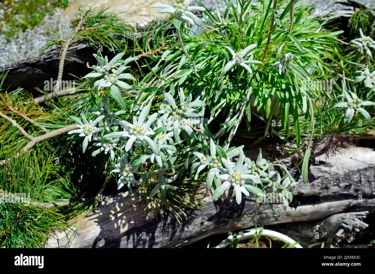 Austria, alpine plant Edelweiss Stock Photo - Alamy
