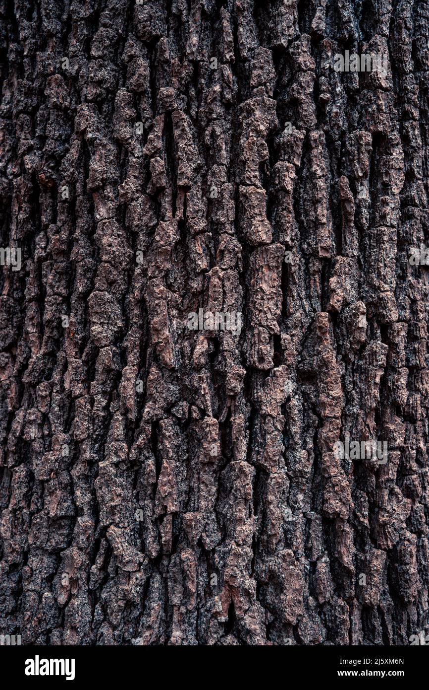 tree bark background brown forest Stock Photo - Alamy
