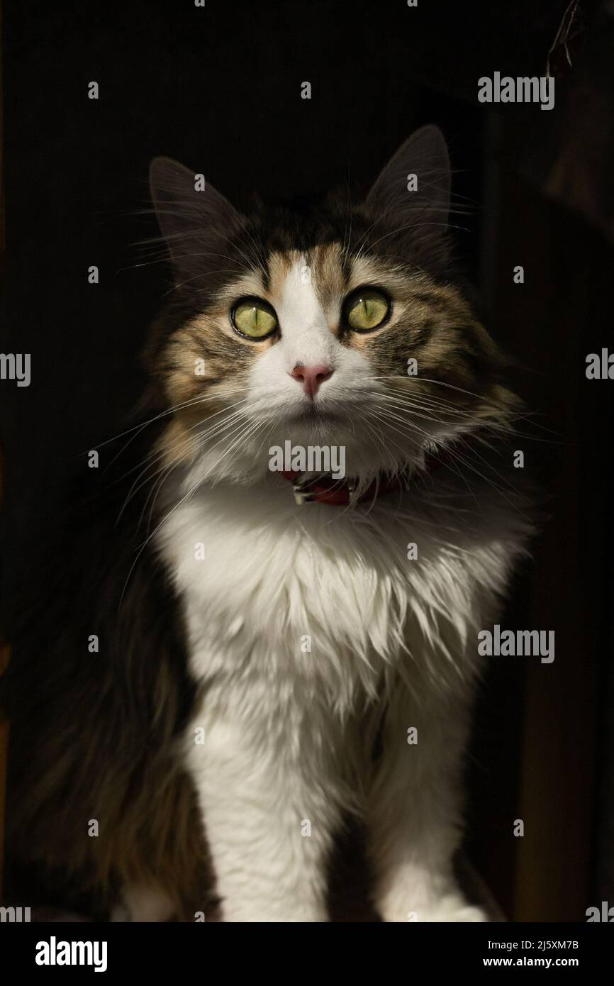 a beautiful long-haired cat sits in the bright sun. contrast photo of a ...