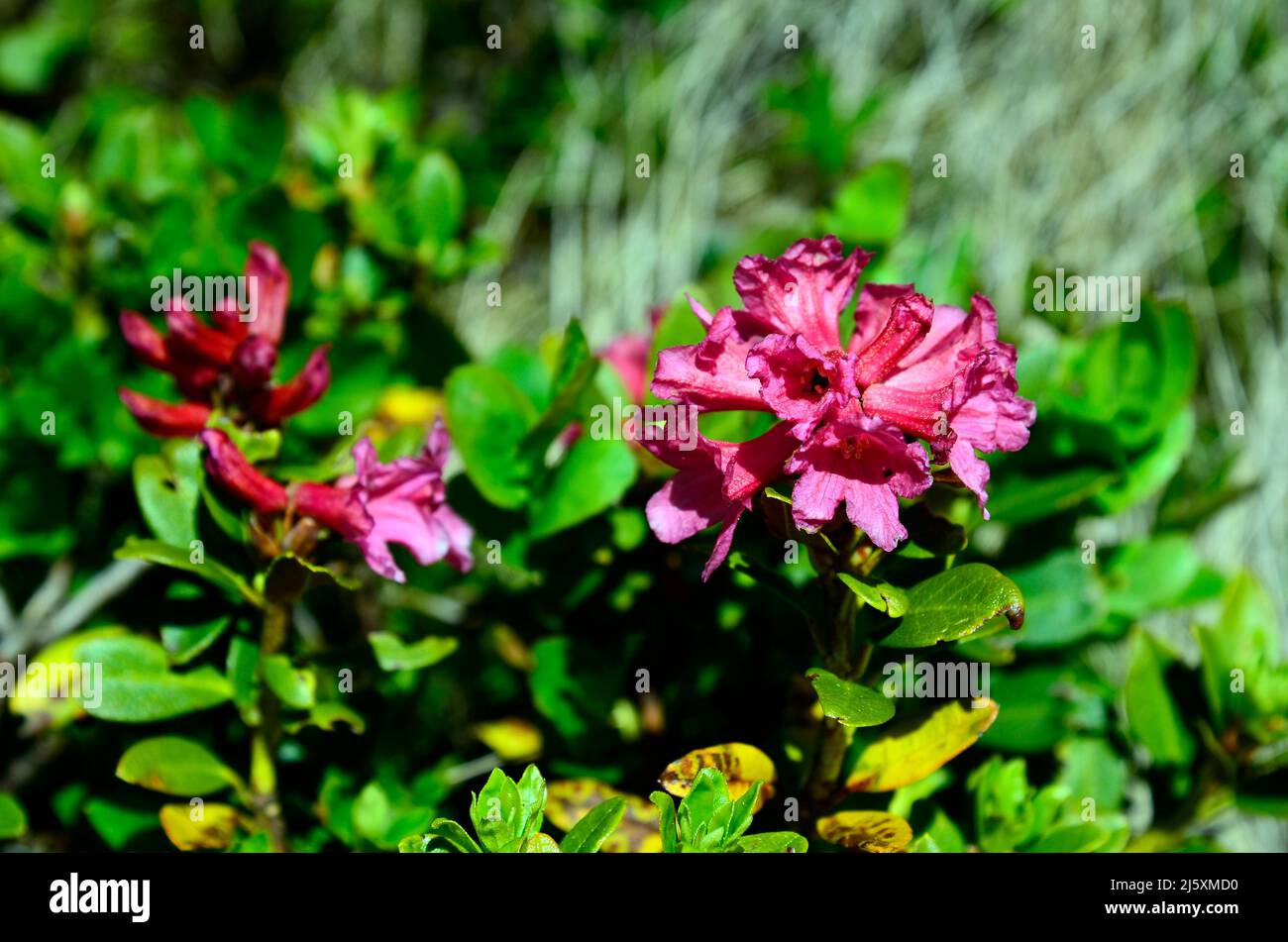 Austria, alpine rose flower Stock Photo - Alamy