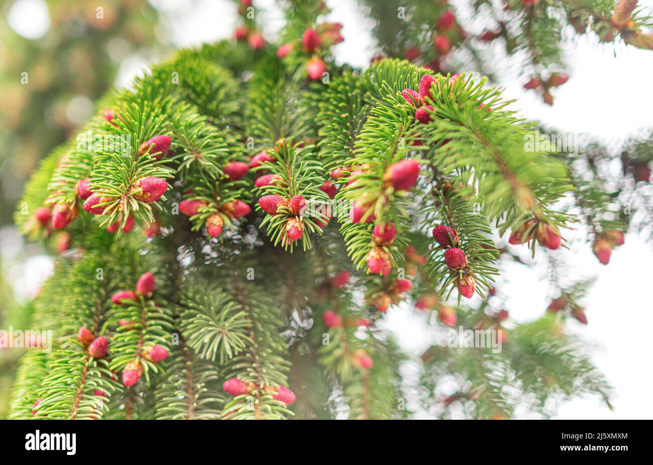 Young spring needles hi-res stock photography and images - Alamy
