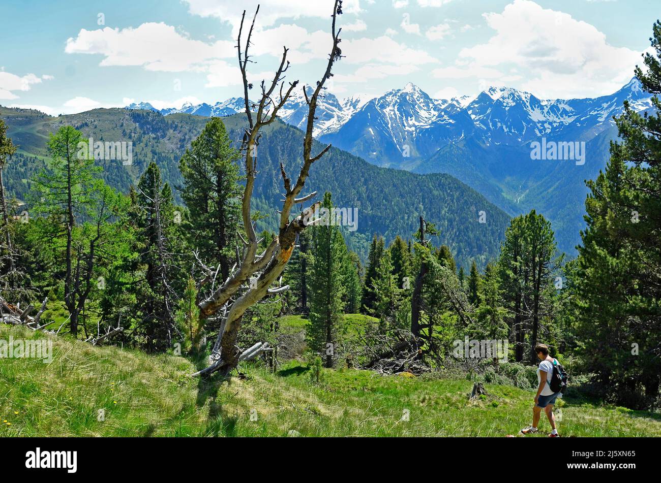 Pinus cembra tirol hi-res stock photography and images - Alamy
