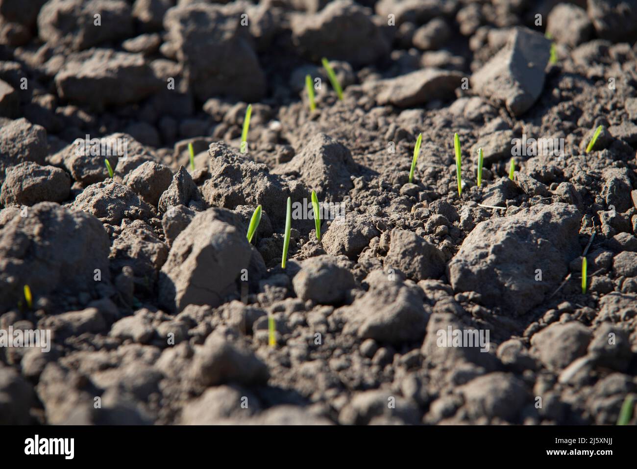 First shoots of farmer's crop breaking ground Stock Photo - Alamy