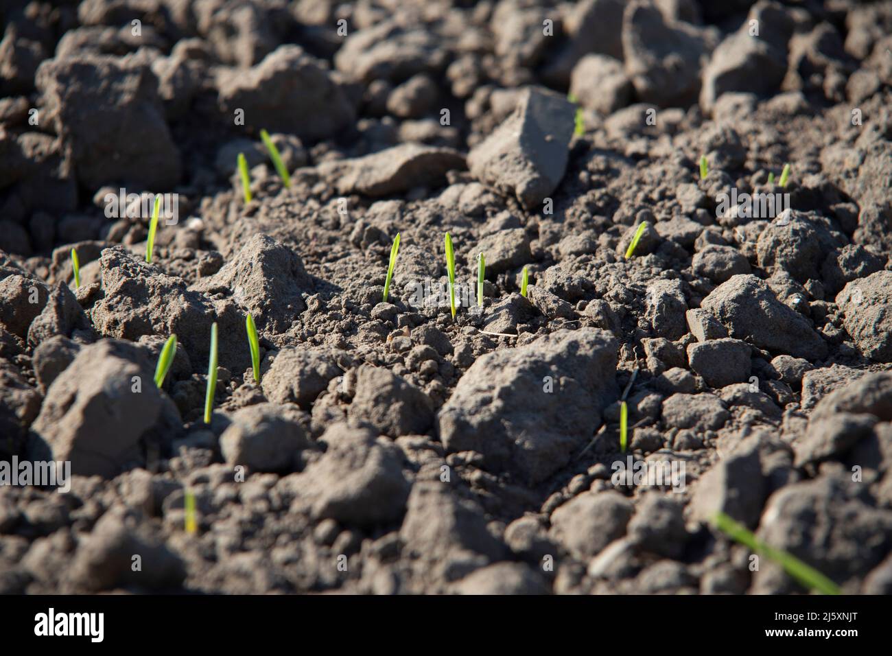 First shoots of farmer's crop breaking ground Stock Photo - Alamy