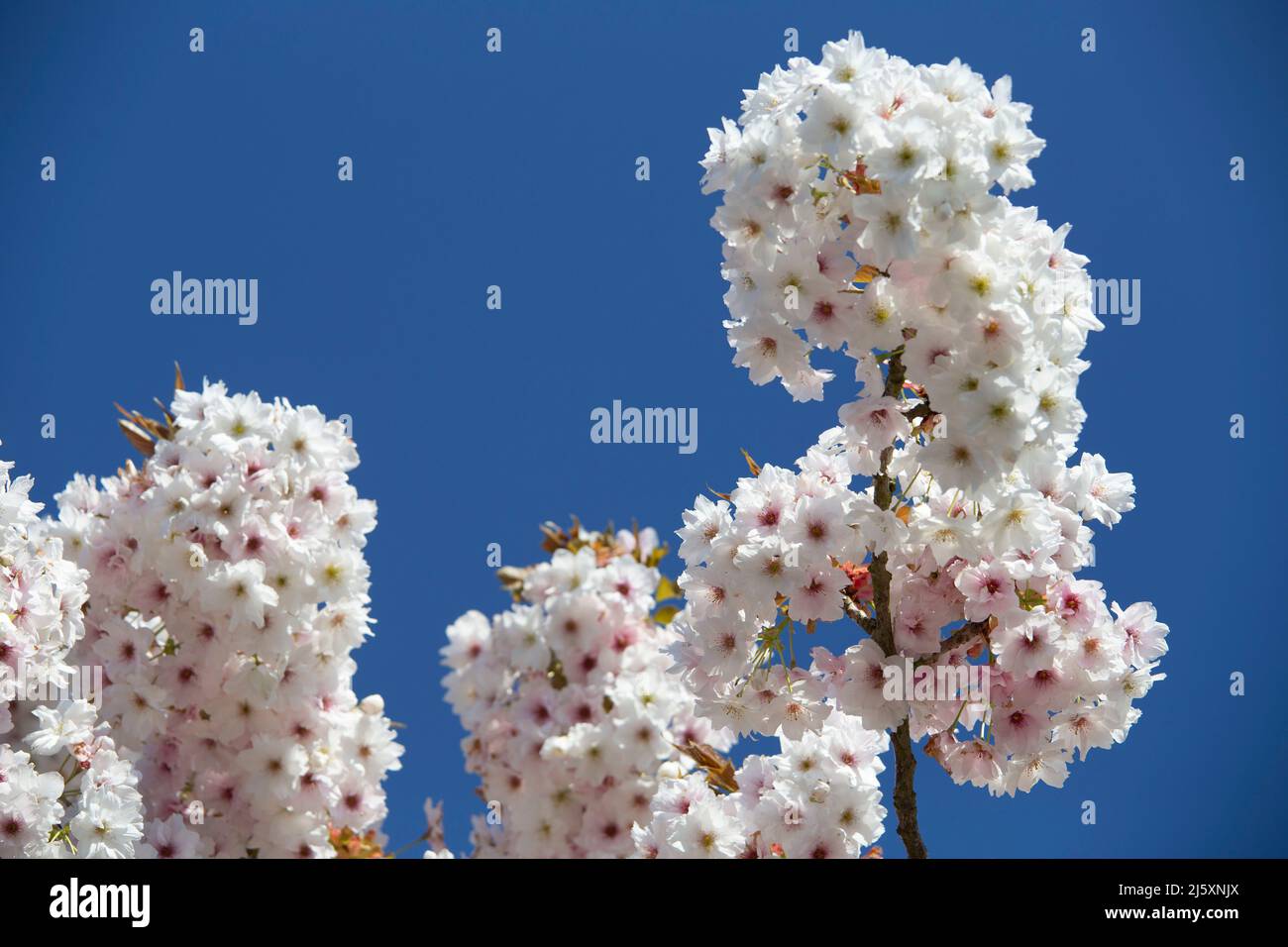 Japanese flowering cherry tree hi-res stock photography and images - Alamy