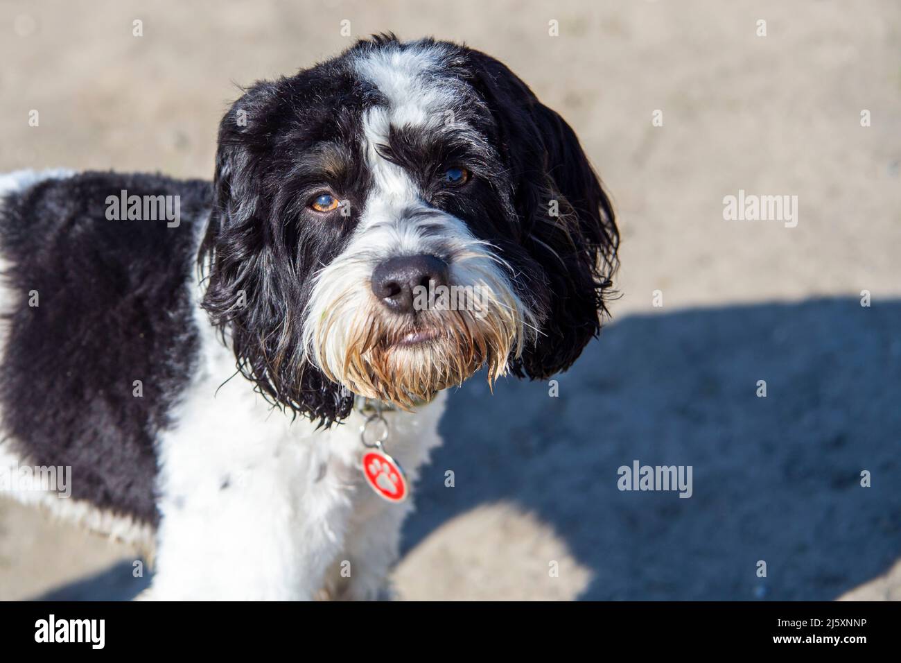 Cute black white cockapoo hi-res stock photography and images - Alamy