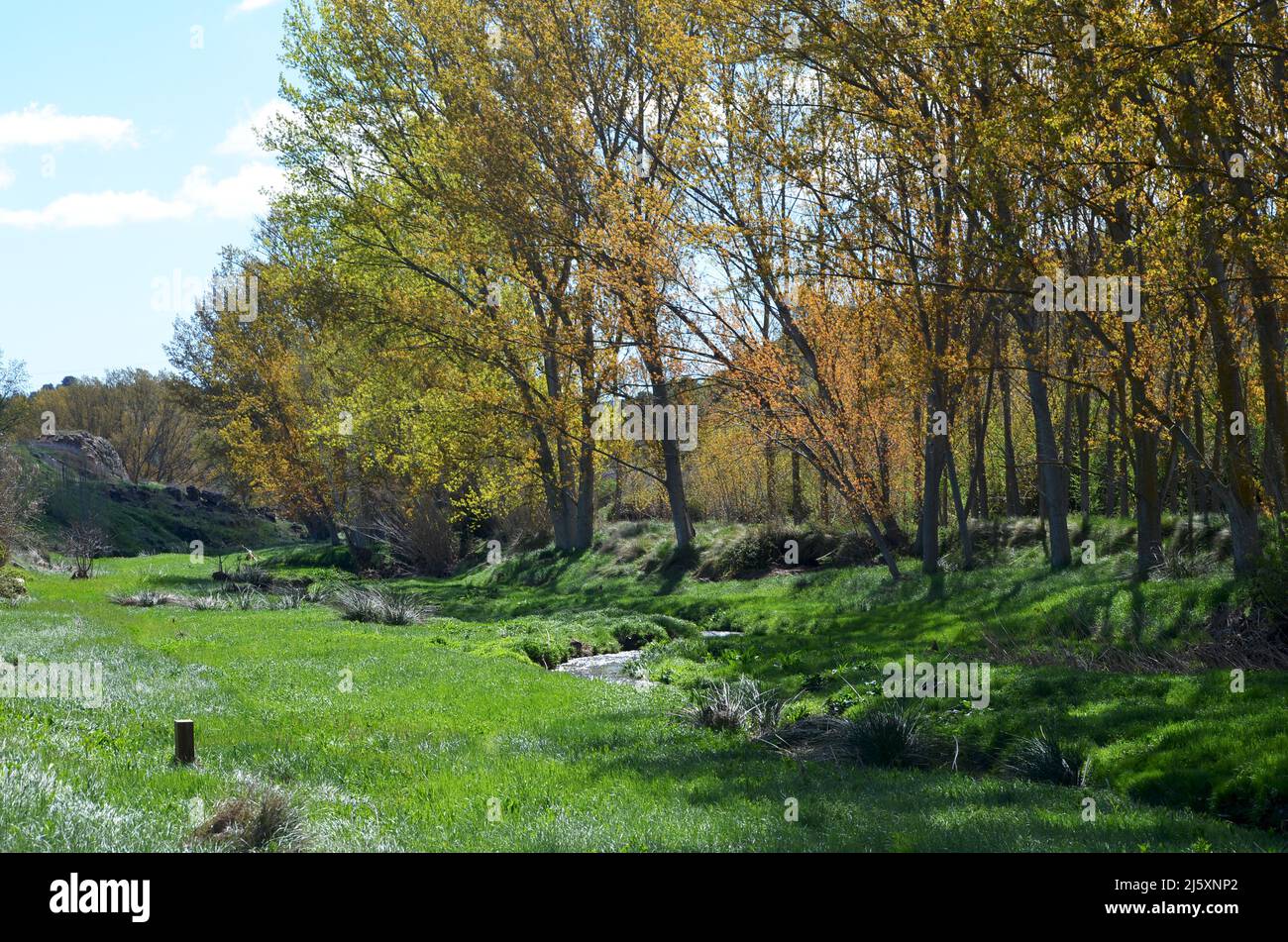 Riverine forest restoration hi-res stock photography and images - Alamy