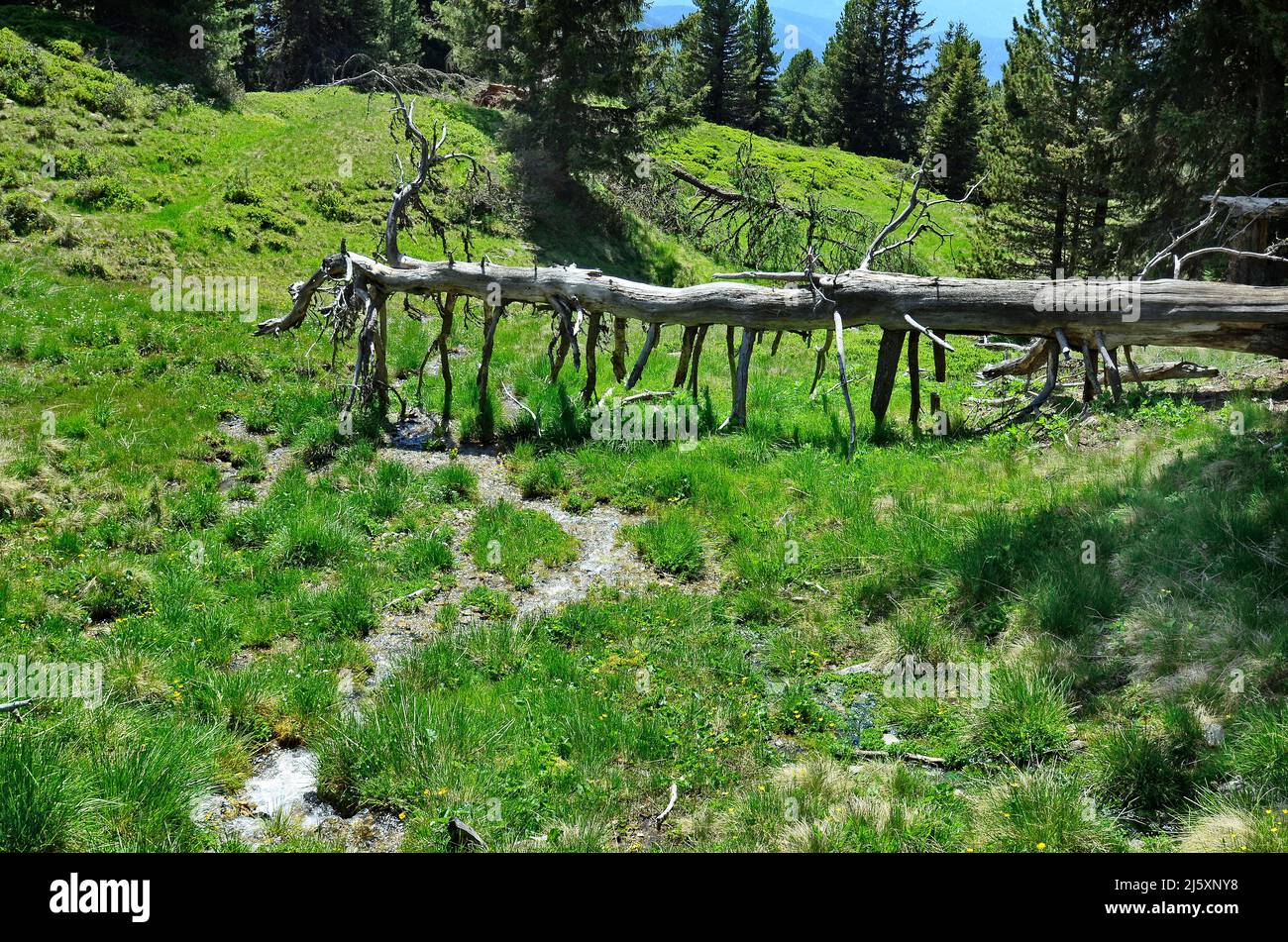 Austria, Tirol, mountain spring and tree stump Stock Photo - Alamy