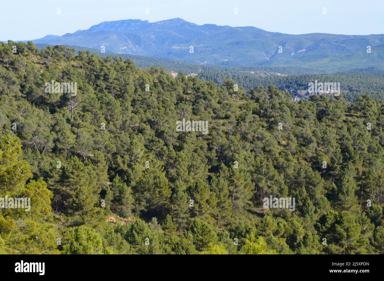 Aleppo pine forests in a mountainous area in Requena, Valencia region (eastern Spain Stock Photo ...