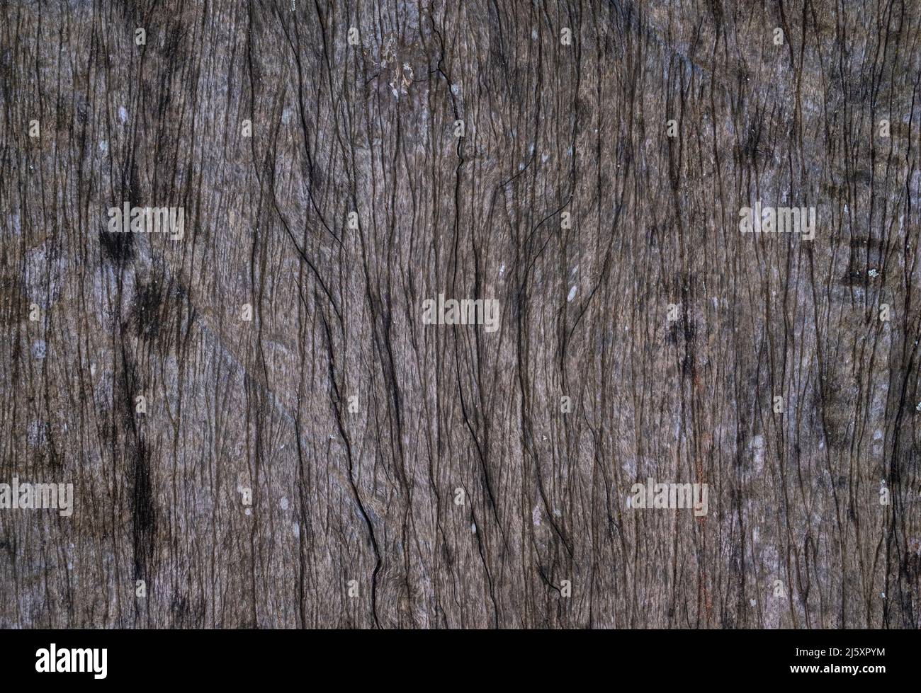 Close up view of old wood plank with dried vines and visible wood grain ...