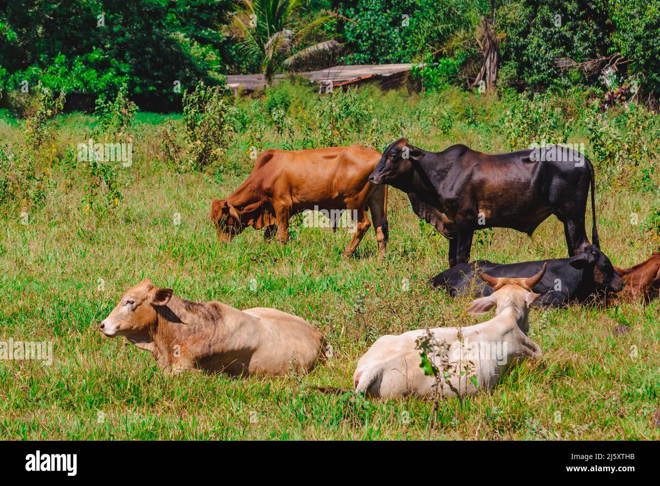 A group of cows standing, watching in the green field. Panorama of cows ...