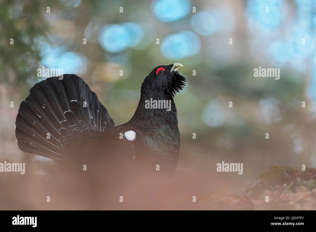 The mighty Western capercaillie male, the large member of grouse family ...