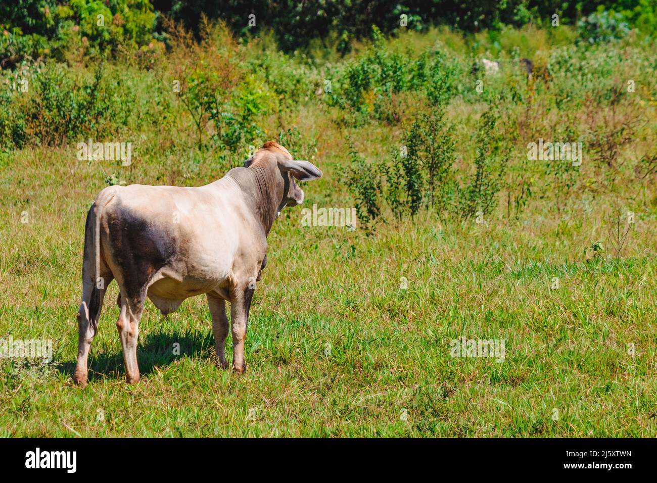 Single cow standing, watching in the green field. Panorama of cows ...