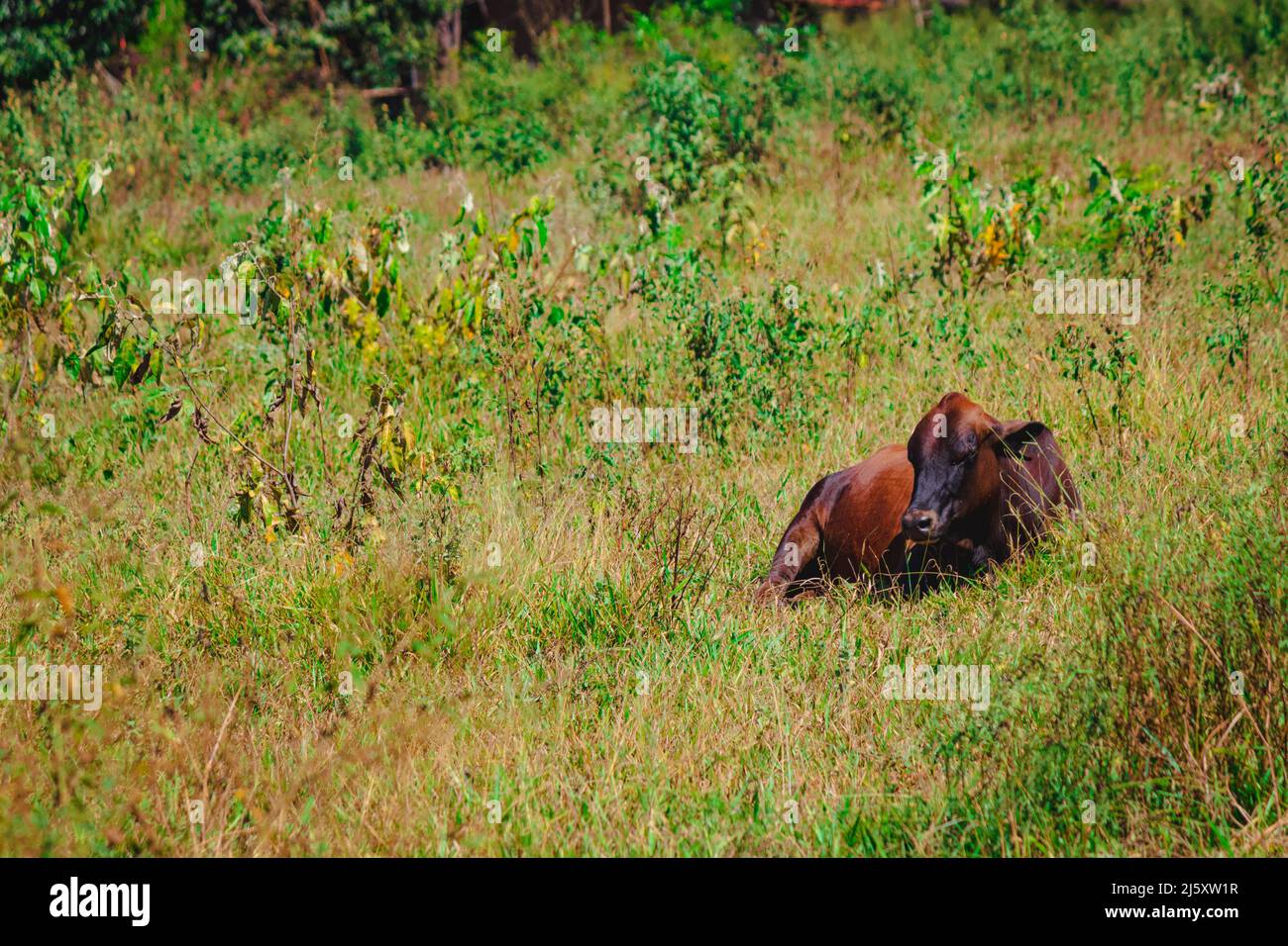 Single cow standing, watching in the green field. Panorama of cows ...