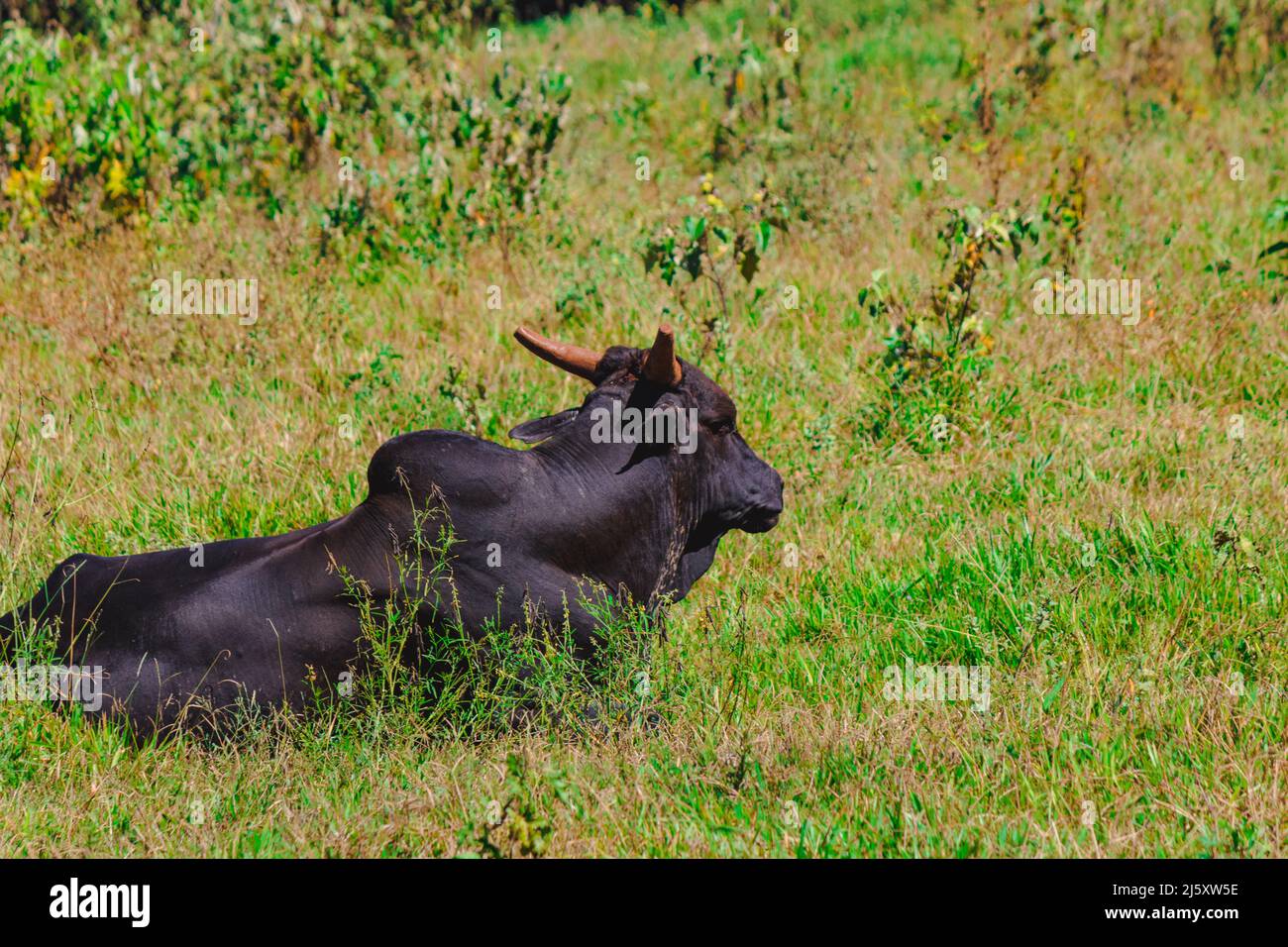 Single cow standing, watching in the green field. Panorama of cows ...