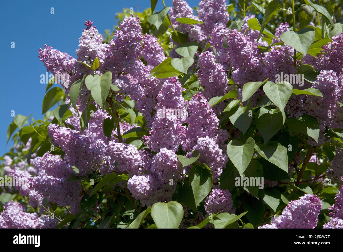 Lilac Tree Syringa Stock Photo - Alamy