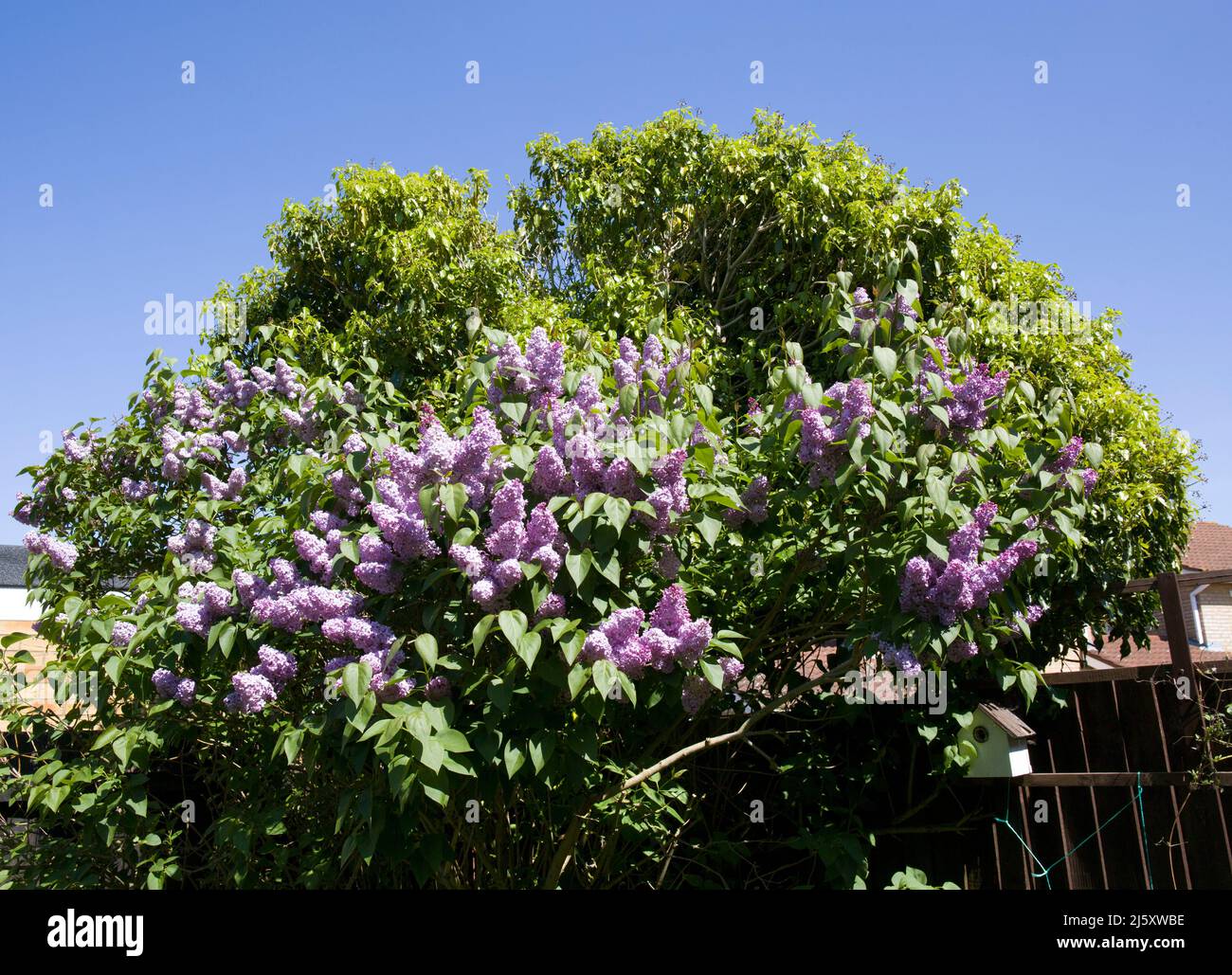 Lilac Tree Syringa Stock Photo - Alamy
