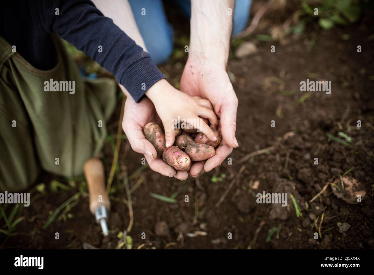Hand holding potato hi-res stock photography and images - Alamy