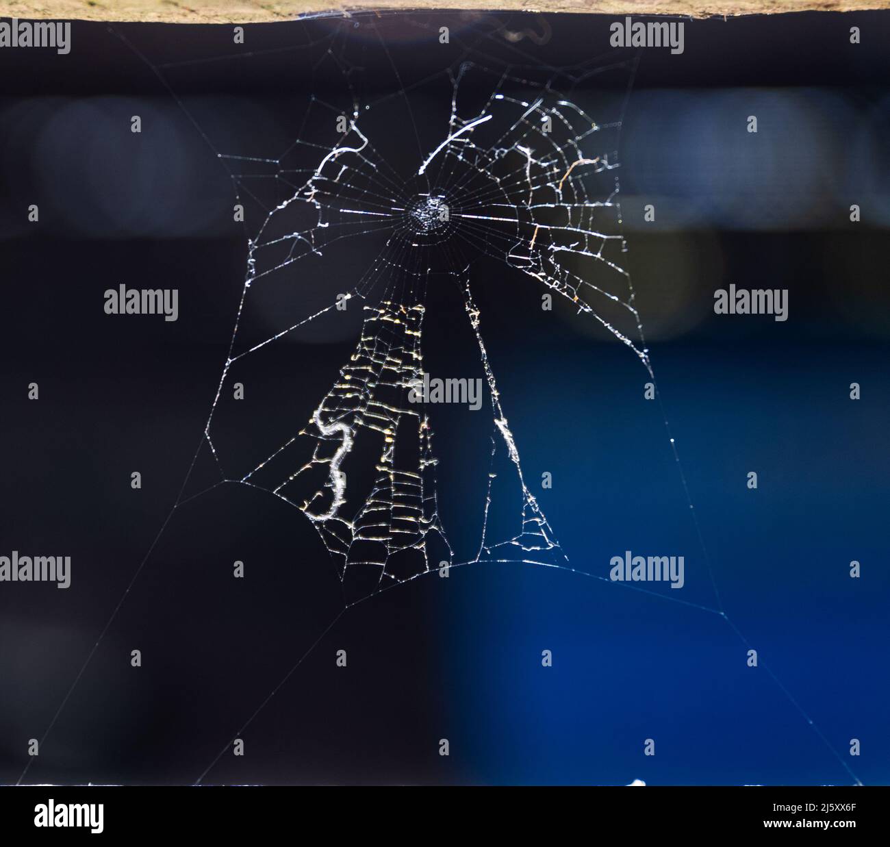 Spider web with dark background Stock Photo - Alamy