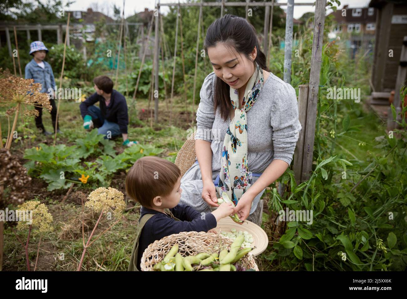 Mother and toddler son shelling butter beans in garden Stock Photo - Alamy