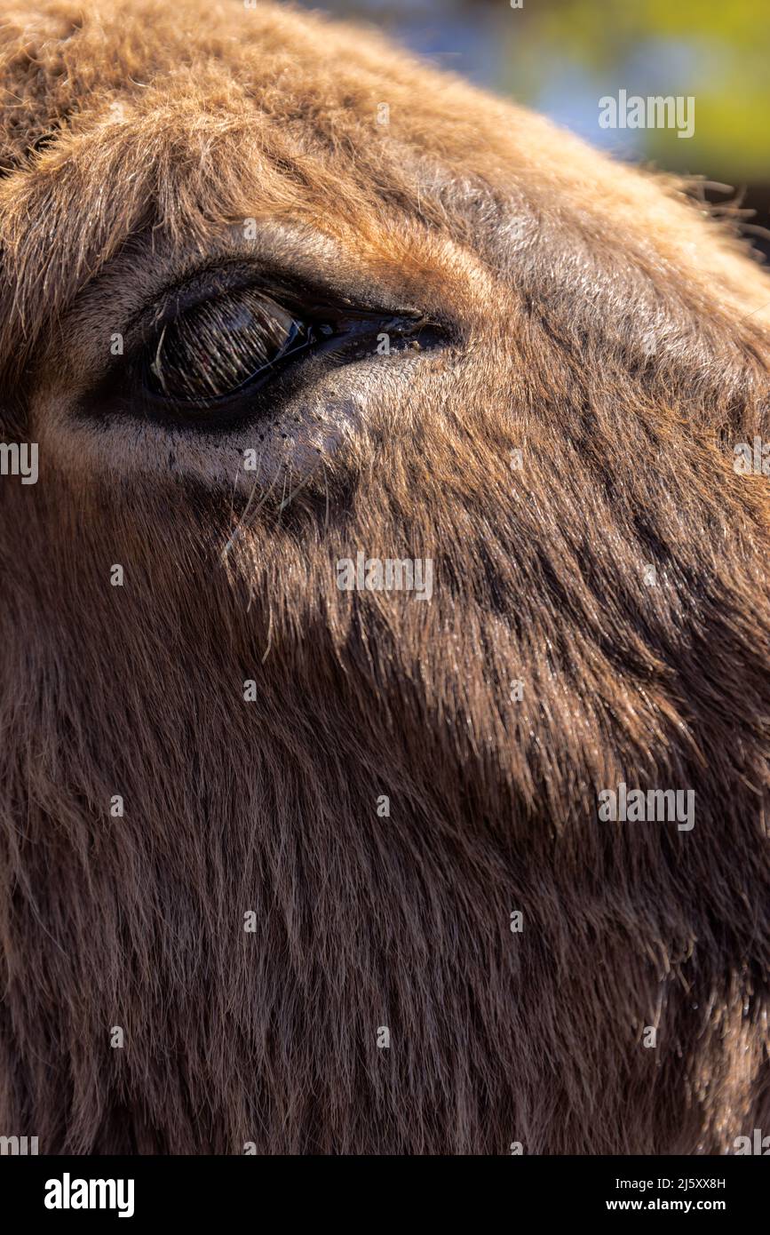 Extreme closeup of a donkey head. With eye detail Stock Photo - Alamy