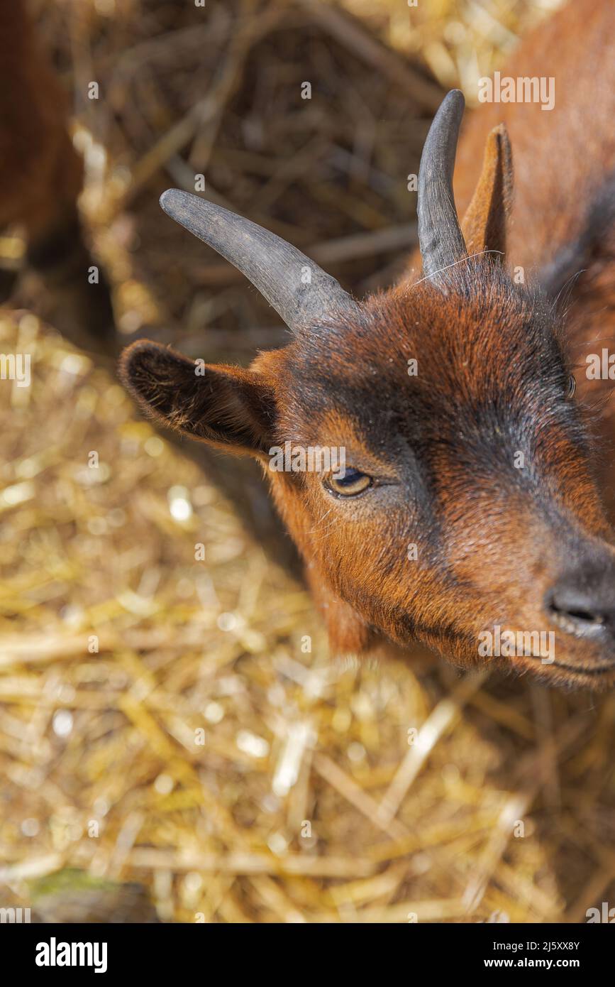 Extreme closeup of goat with warm tones, viewed from above Stock Photo ...