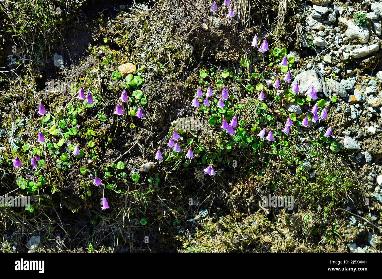 Dwarf alpine hi-res stock photography and images - Alamy