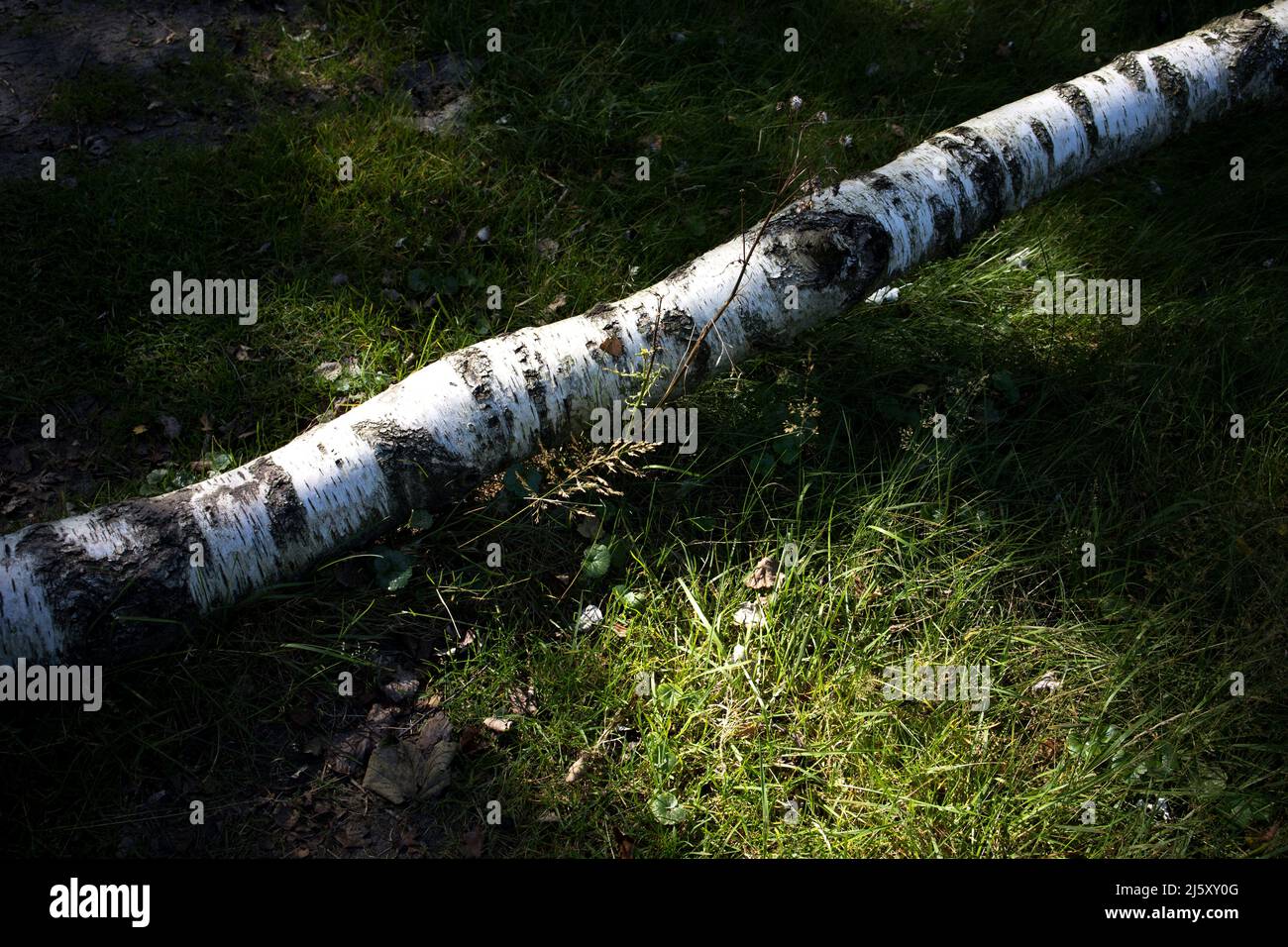 A tree branch laying on the ground with a ray of sun light on it in the ...