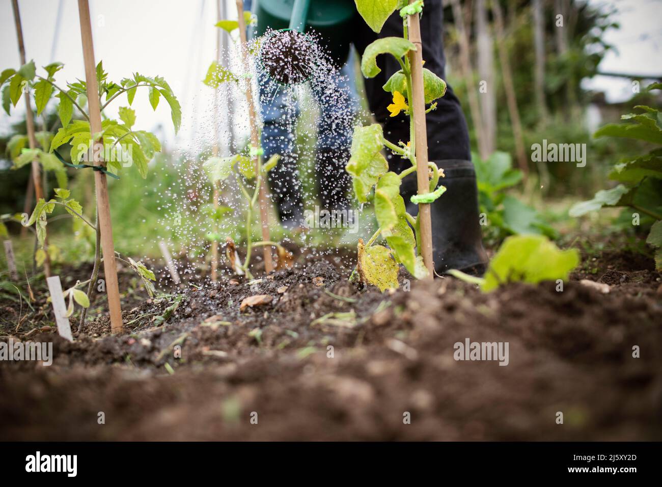 Sprinkling flower hi-res stock photography and images - Alamy