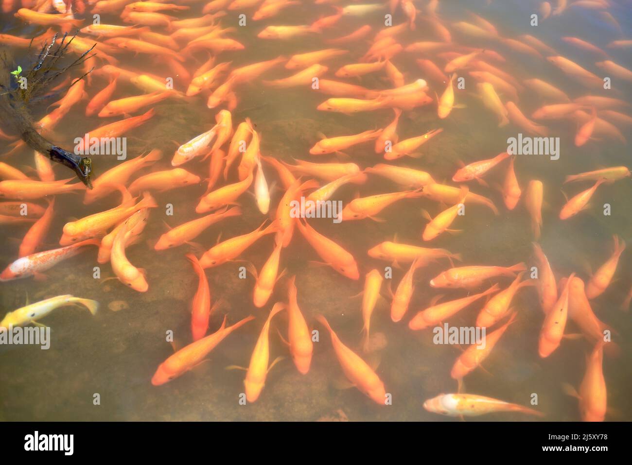 Orange-colored Midas Cichlid fish in fresh-water lake created at Ho ...