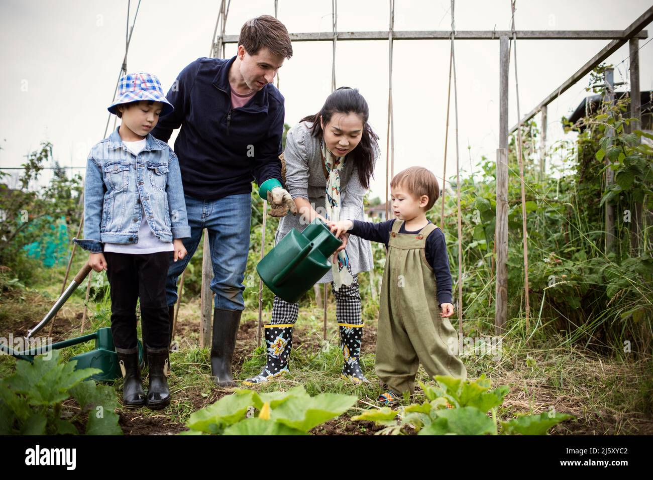 Family gardening in backyard vegetable garden Stock Photo - Alamy