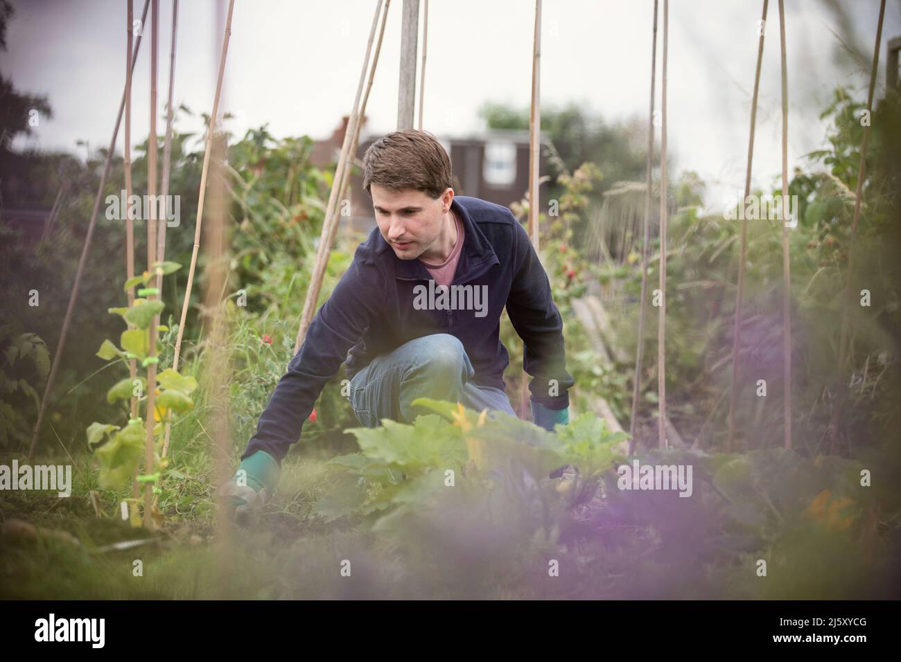 Vegetable garden backyard hi-res stock photography and images - Alamy