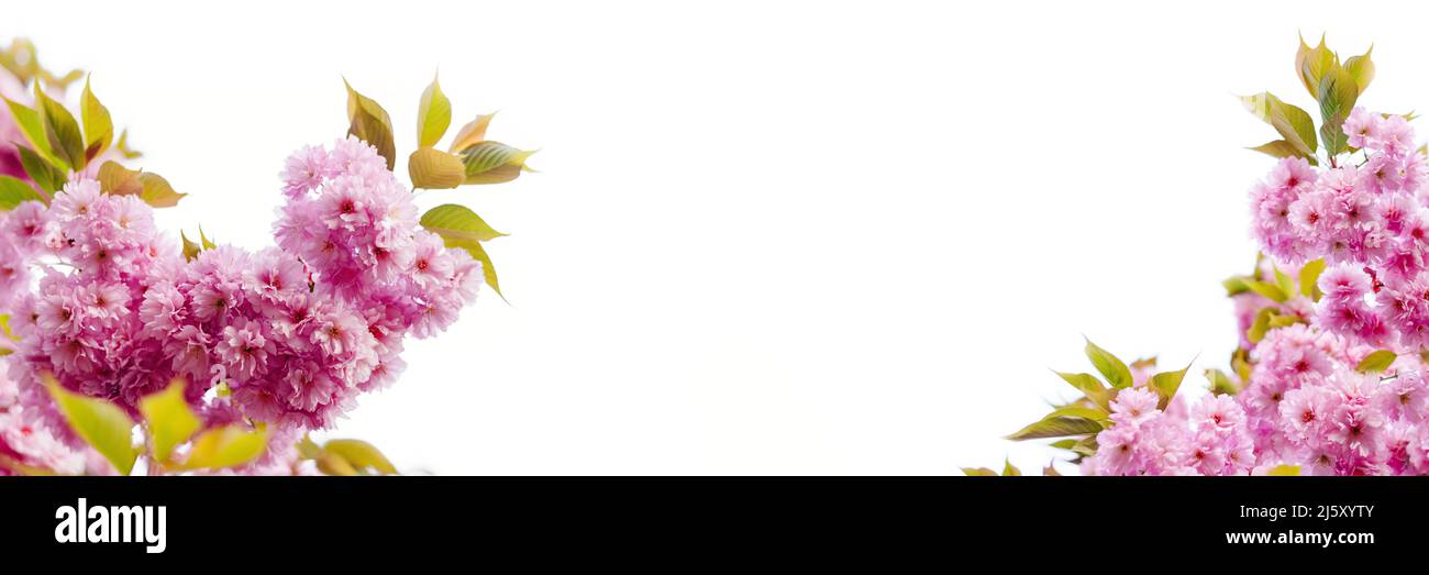 Sakura banner hi-res stock photography and images - Alamy