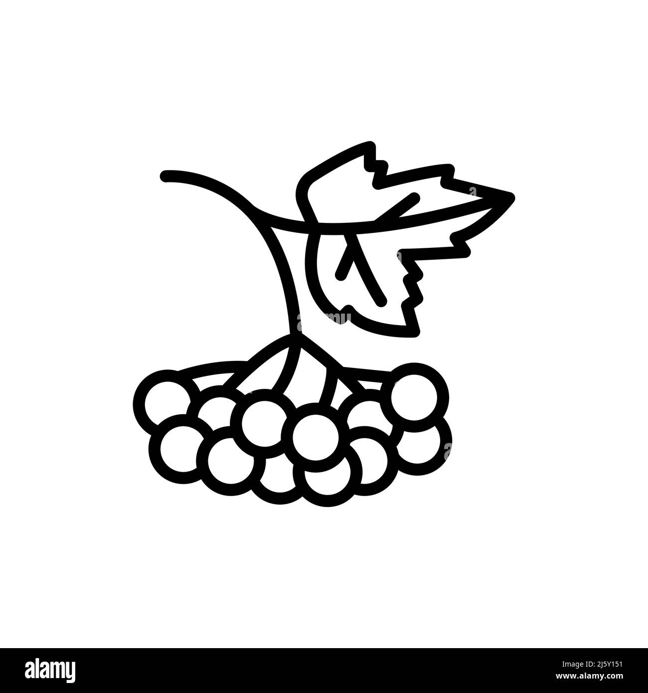 Berry guelder rose line color icon. Isolated vector element. Outline ...