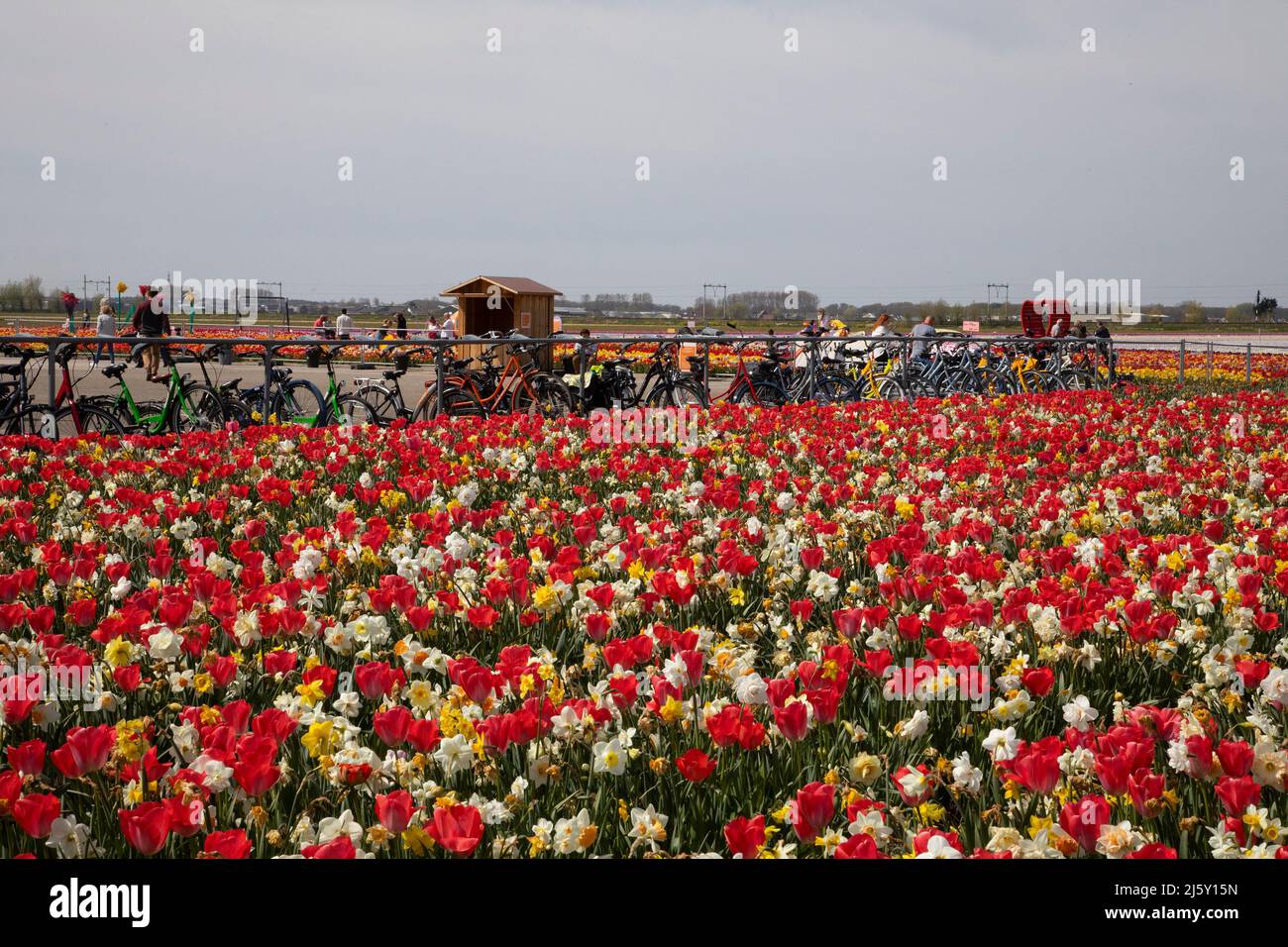 The Tulip Barn, located in Hillegom, Netherlands. © Curtis Hilbun / AFF ...