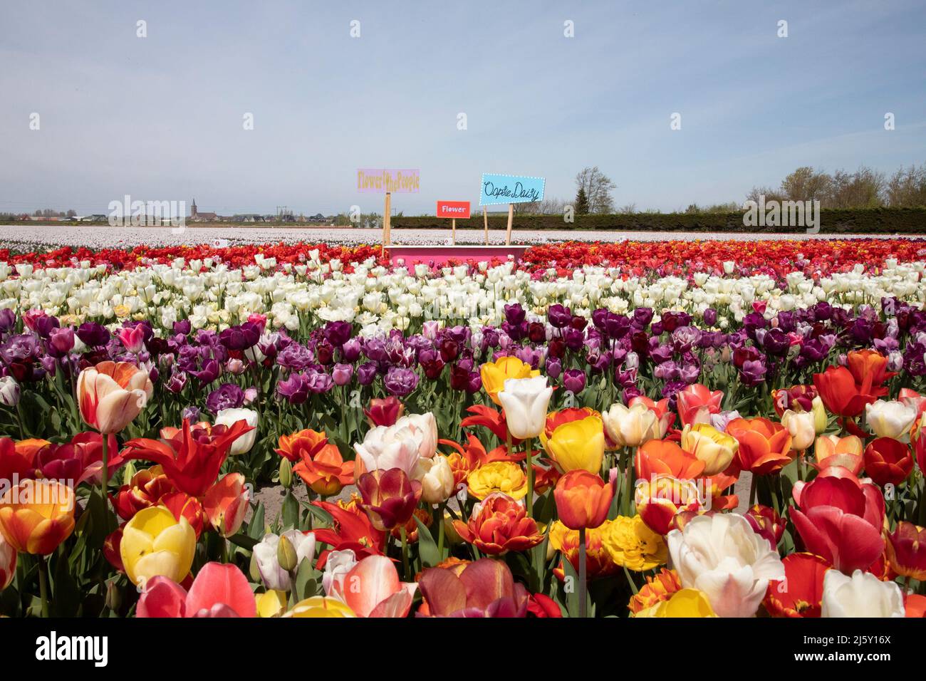 The Tulip Barn, located in Hillegom, Netherlands. © Curtis Hilbun / AFF ...