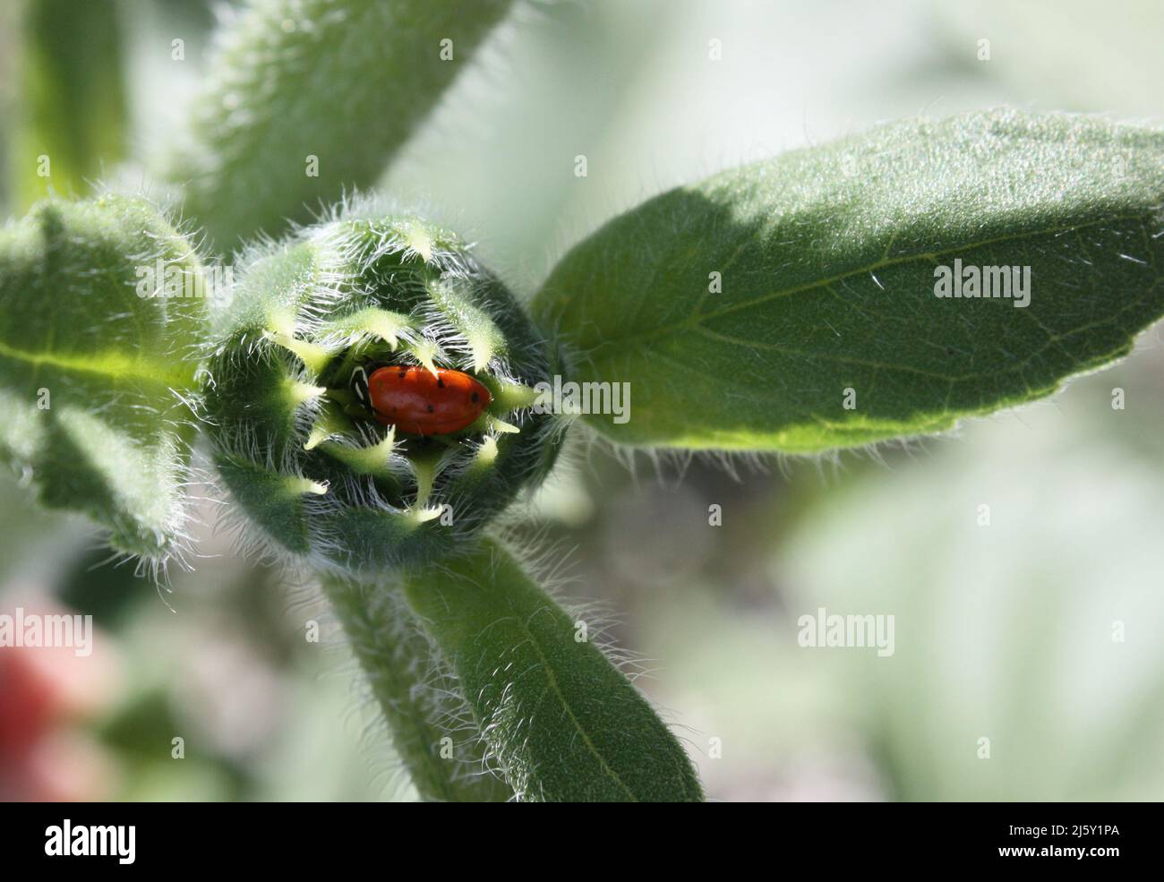 Convergent ladybug beetle curled up in center of hairy sunflower bud ...