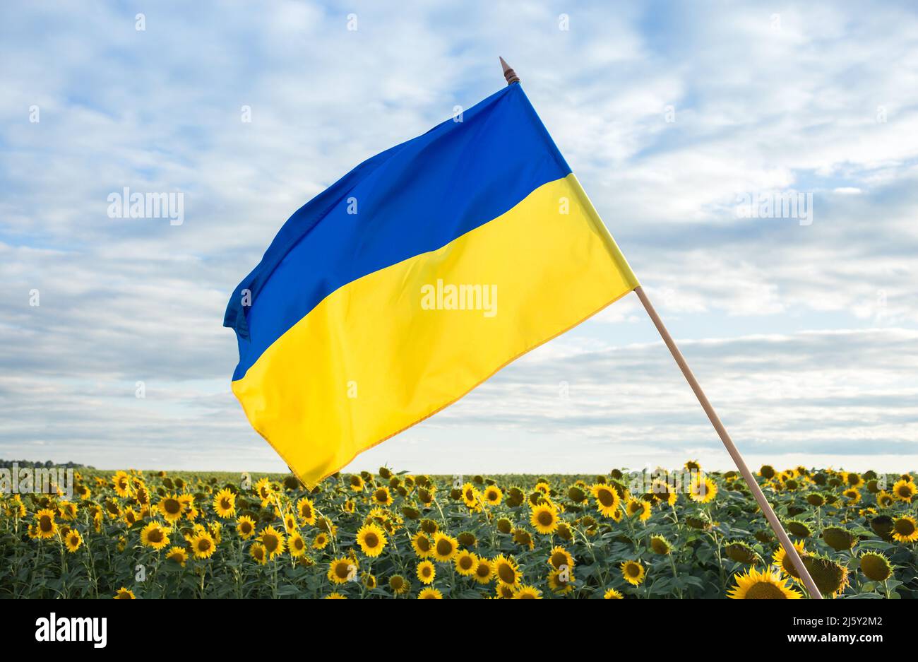 large satin flag of Ukraine in yellow and blue colors against ...