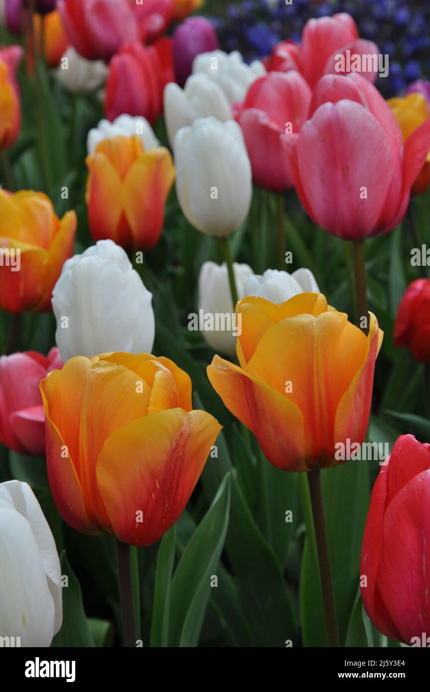 Rainbow of tulips hi-res stock photography and images - Alamy