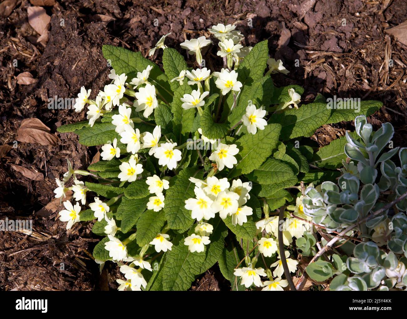 Hope spring flower hi-res stock photography and images - Alamy