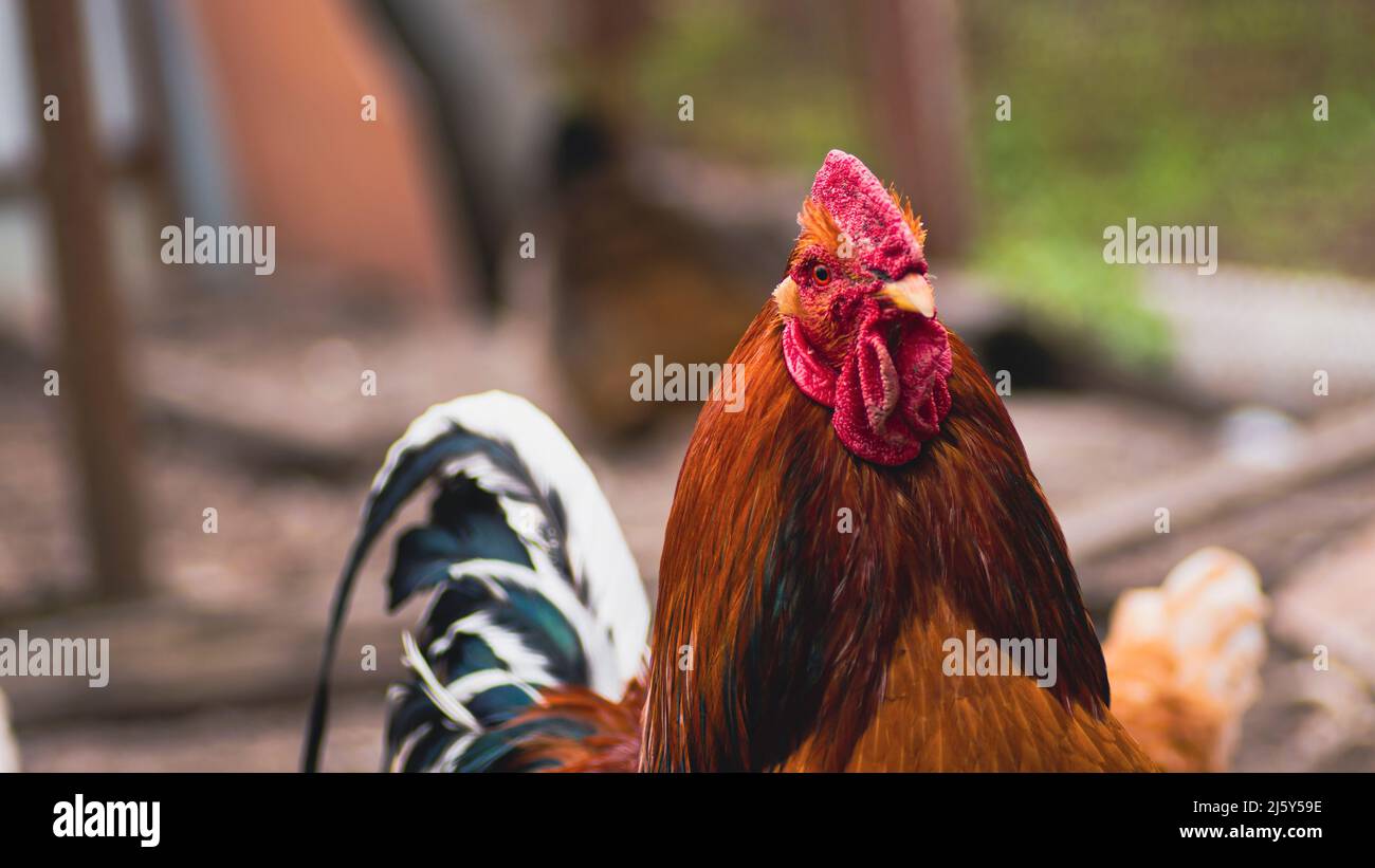 Side view of bright red rooster with brown plumage and pointed beak ...