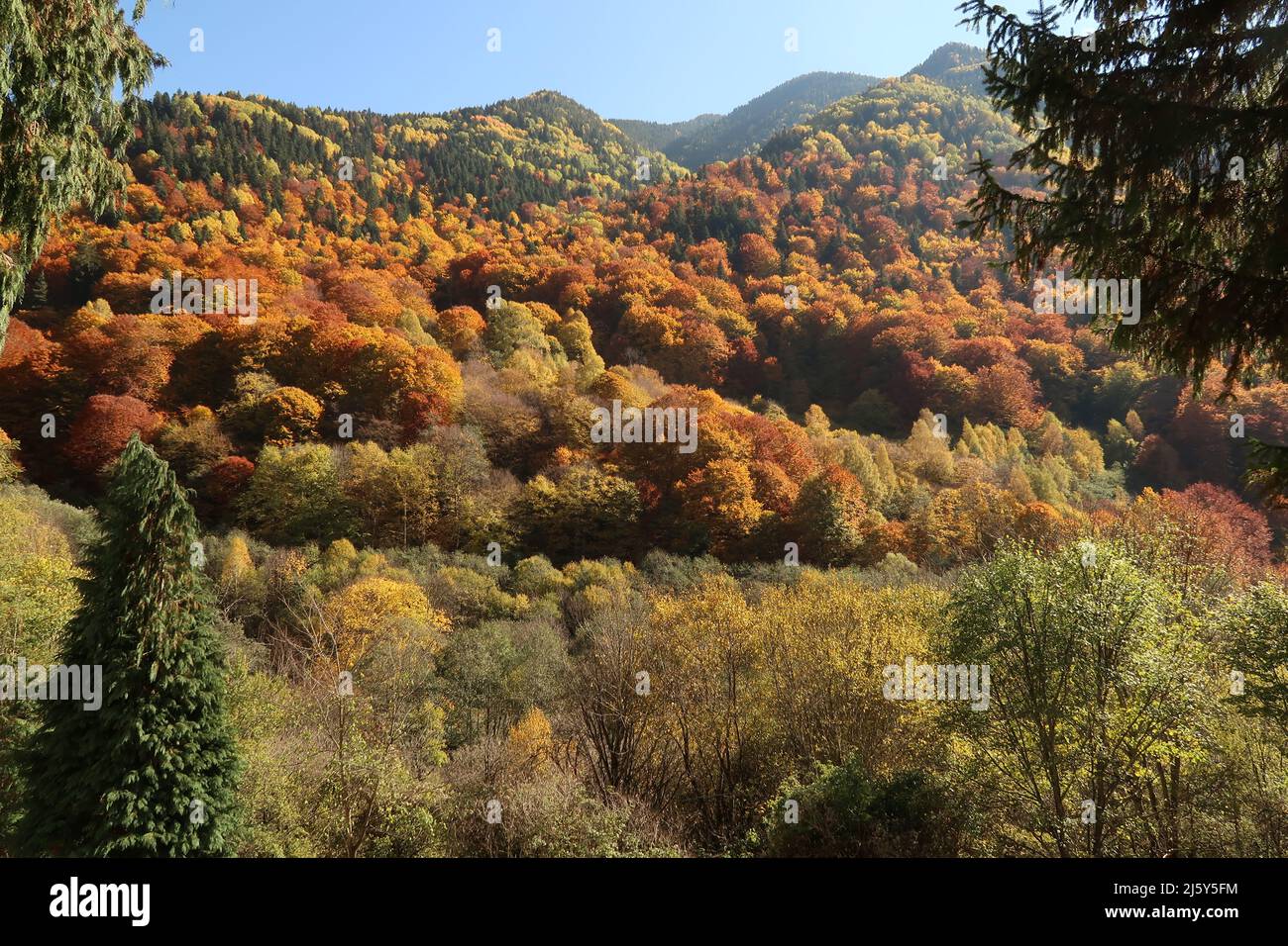 Colorful forest surrounding Rila Monastery in autumn, Bulgaria 2021 ...