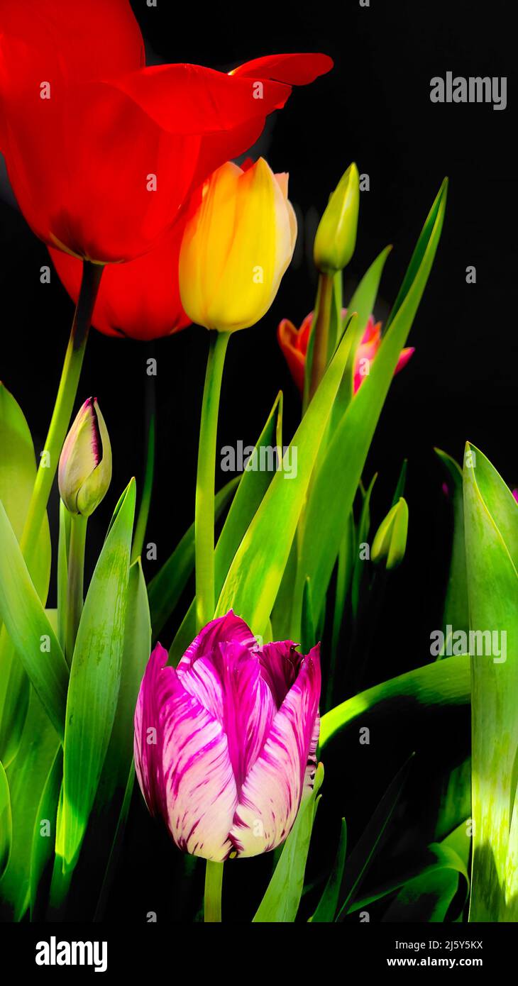 Spring colours hi-res stock photography and images - Alamy