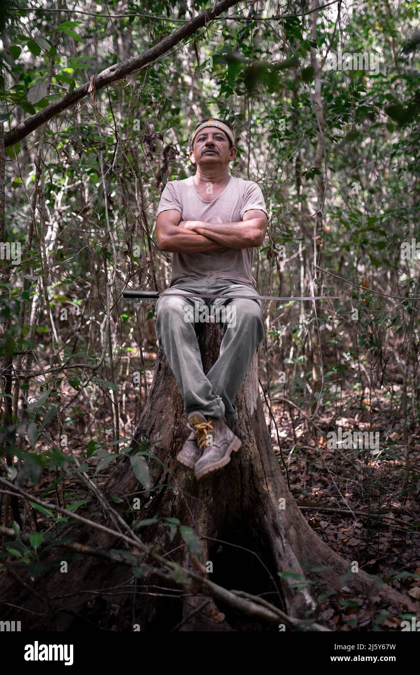 Tall stump wood hi-res stock photography and images - Alamy