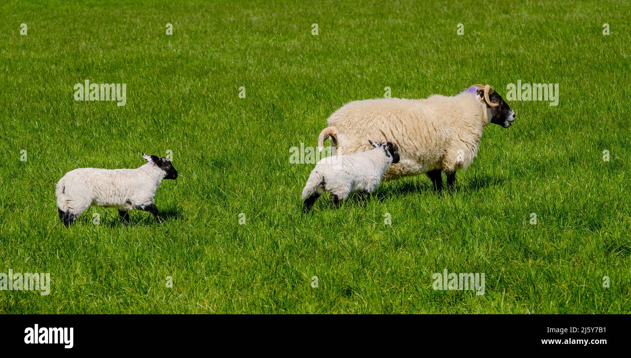 New born lambs with their mum in spring in Scotland Stock Photo - Alamy