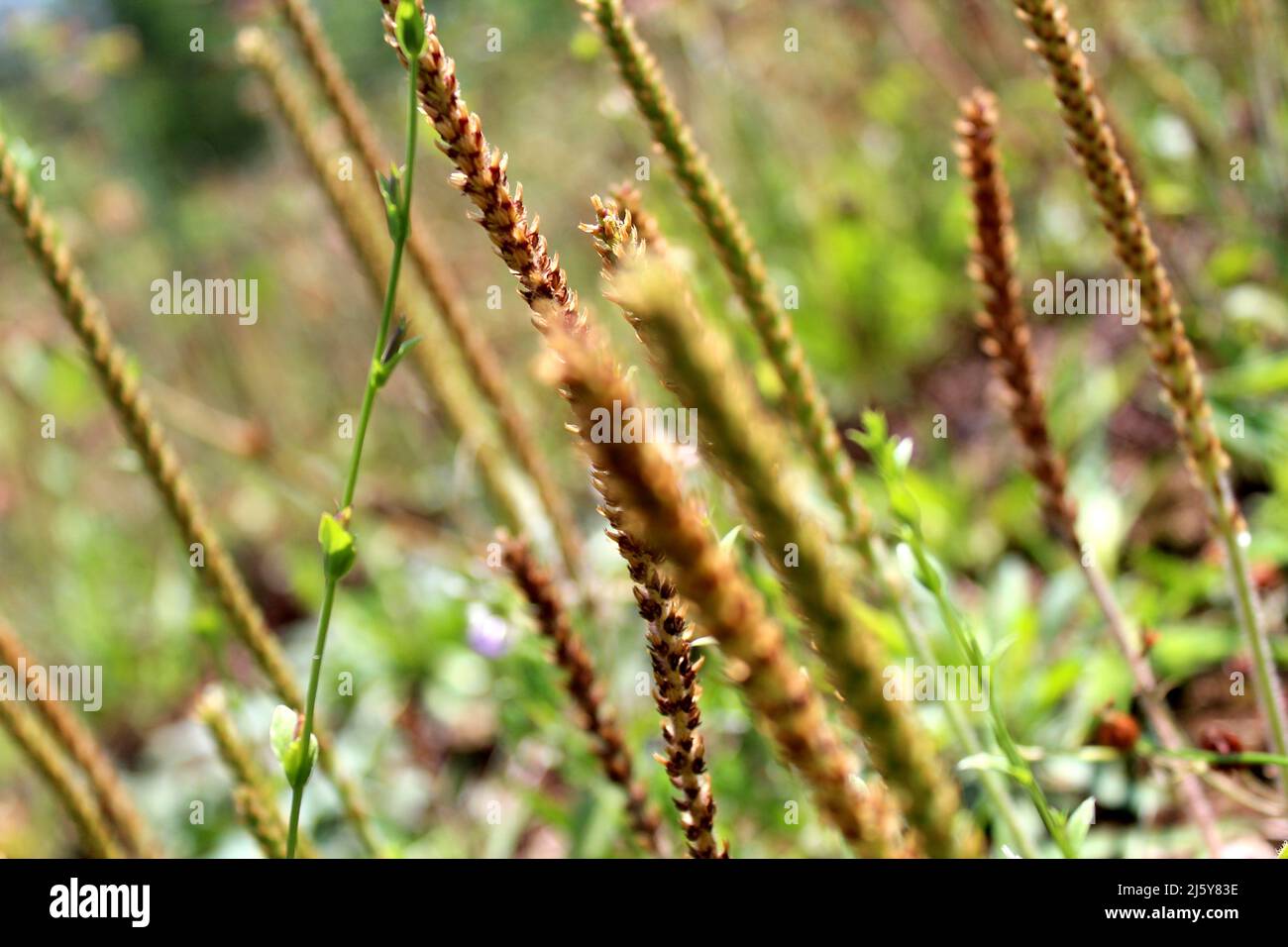 Spring shrubs hi-res stock photography and images - Alamy