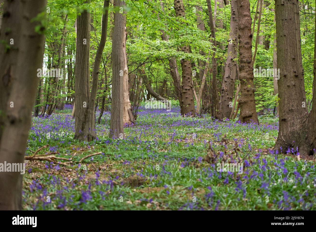 Bluebell Woods and surrounding areas at Gusted Hall Wood in Hockley ...