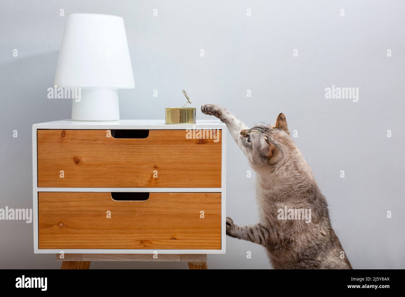 Adorable fluffy cat touching metal can placed on side table with lamp ...